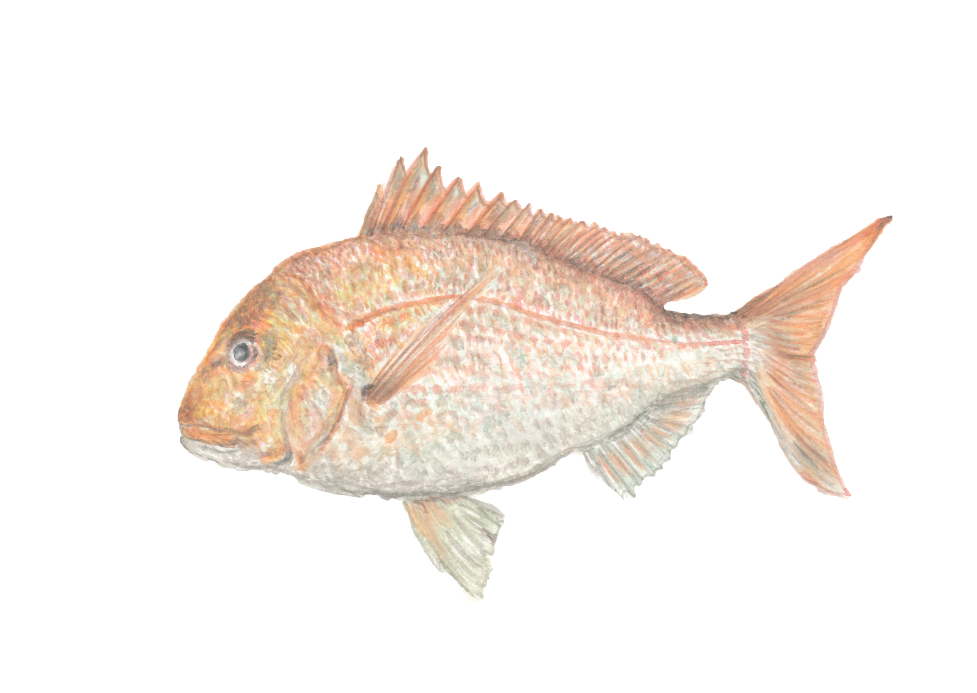 "Snapper" Print – Em Sherlock Artwork